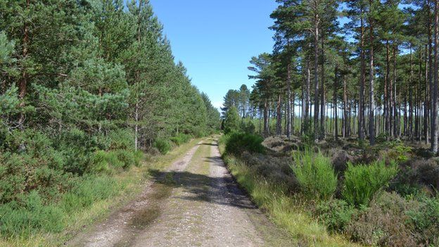 Wild woods: Scotland's unusual forests - BBC News