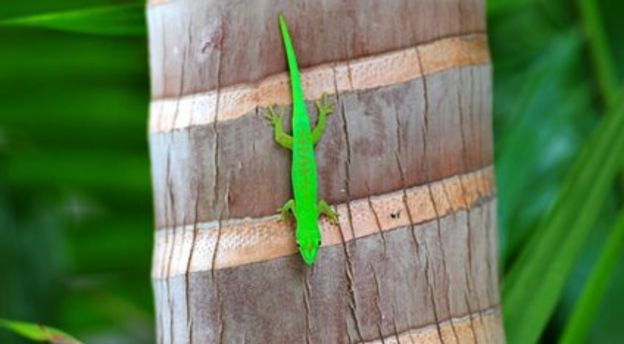 Man can climb like Spiderman with new gecko technology - BBC Newsround
