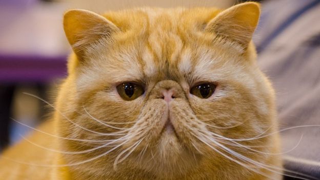 Supreme Cat Show contest at Birmingham NEC - BBC News