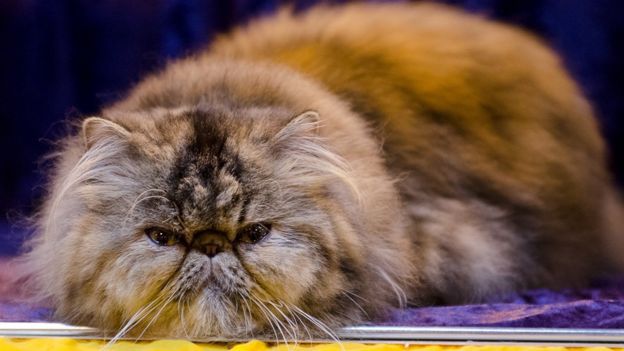 Supreme Cat Show contest at Birmingham NEC - BBC News