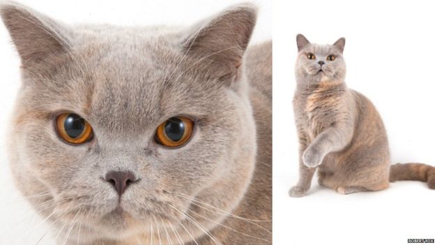 Supreme Cat Show contest at Birmingham NEC - BBC News