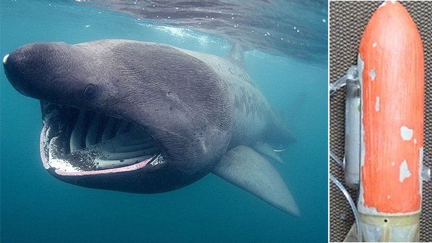 Missing basking shark tag found on Welsh beach by man collecting ...