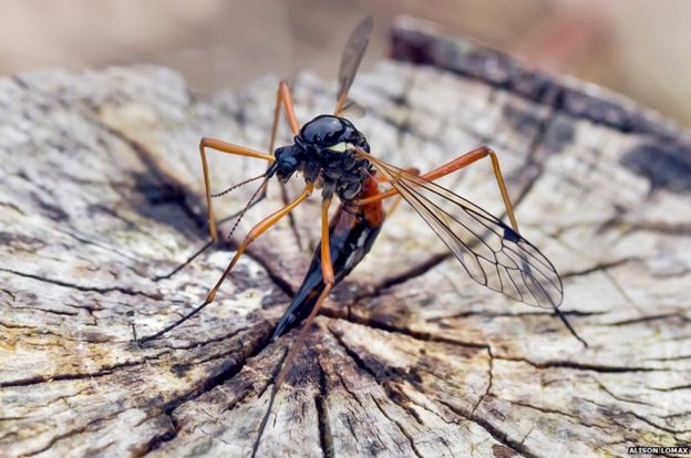 Your pictures: Insects - BBC News