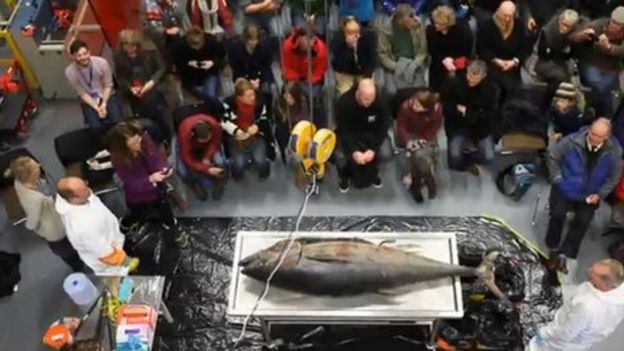 Bluefin tuna dissected in front of Penryn audience - BBC News