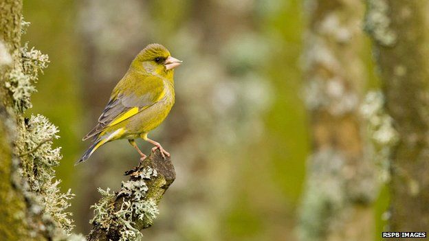 Good table manners could save greenfinch - BBC News