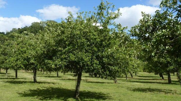 Cambridge apple tree artwork planting starts - BBC News