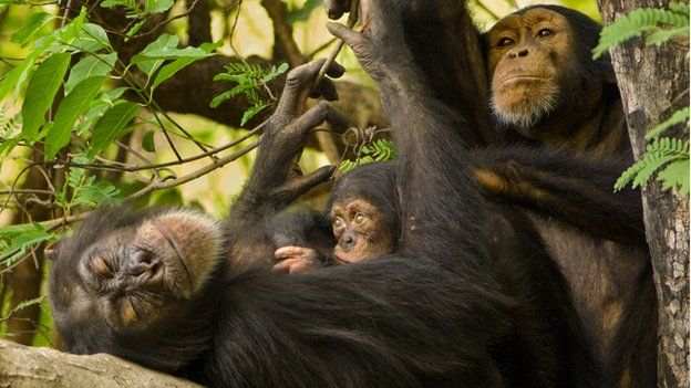 HIV: Why is the virus so 'successful'? - BBC News