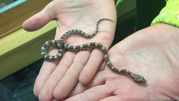 Stray snake in Aberdeen mistaken for bracelet - BBC News