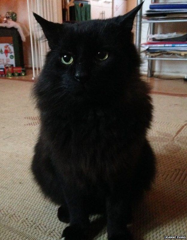'Stinky' stray Suffolk cat now ruling rescue centre roost - BBC News