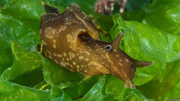 Paul Naylor scoops award for revealing 'beauty' of seas - BBC News