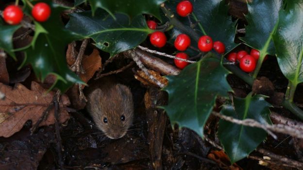 Your pictures of Scotland: 28 November - 5 December - BBC News