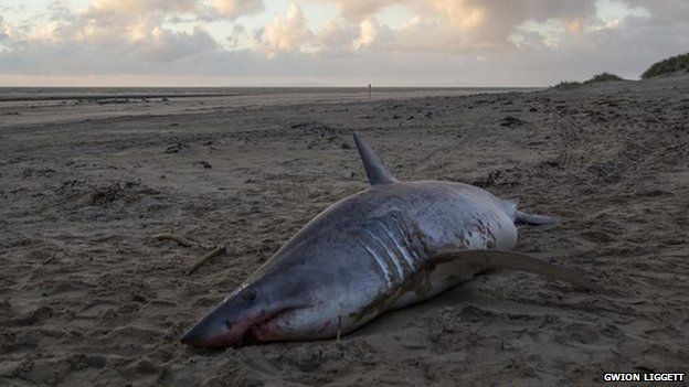 Mako shark found dead after washing up on Barmouth Beach - BBC News