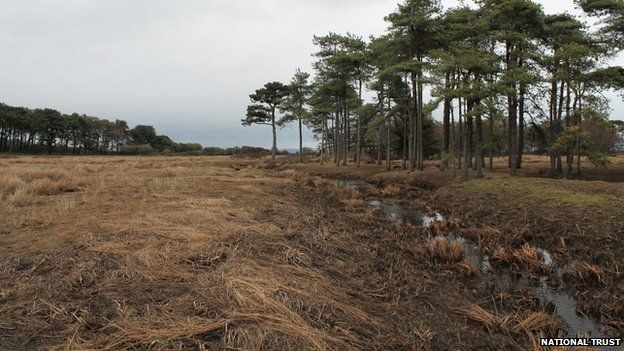 North Gower farmland to return to saltmarsh habitat - BBC News