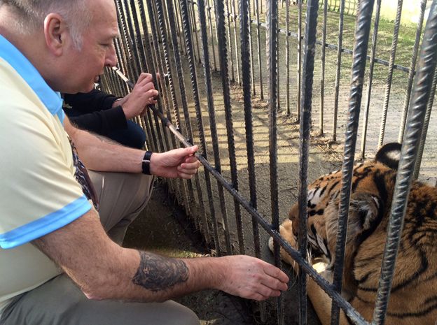 The tiger who flew halfway across the world for a better life - BBC News