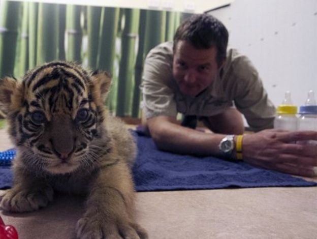 The tiger who flew halfway across the world for a better life - BBC News