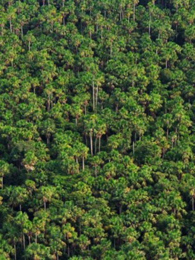Amazon peatlands are 'most carbon-dense ecosystem' - BBC News