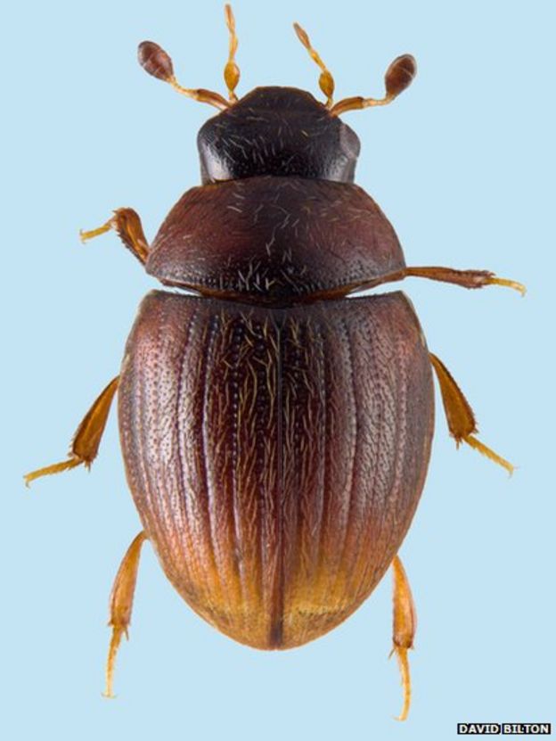 Most northerly records of beetles made in Scotland - BBC News