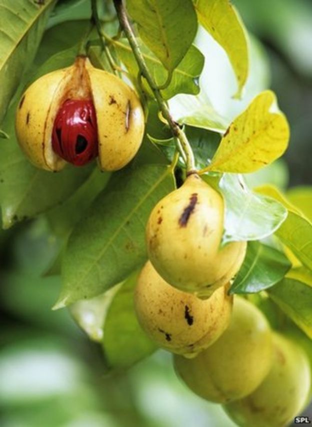 The insects that made Christmas - BBC News