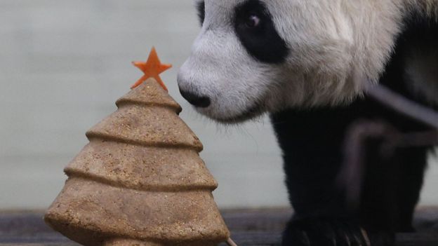 Christmas trees around the world - BBC Newsround