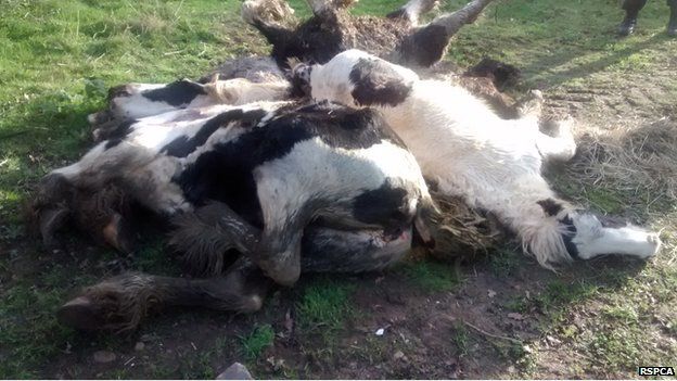 Dead ponies 'dumped like rubbish' in East Leake - BBC News