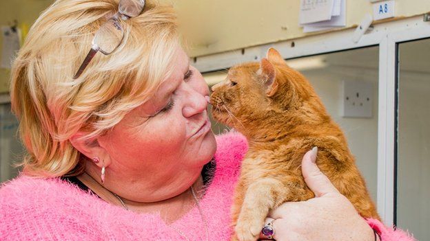 Garfield the cat reunited with owner after seven lost years - BBC News