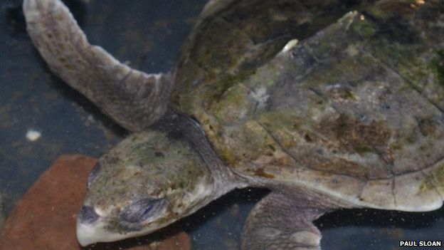 Rare turtles found on Formby and Walney Island beaches - BBC News