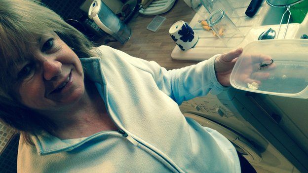 Essex woman Carol Cook discovers scorpion over breakfast - BBC News