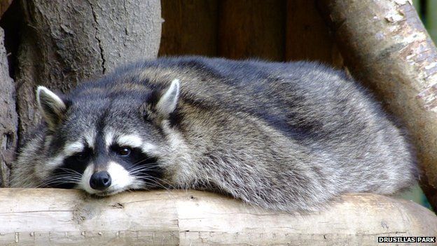 Food raiding racoon at Drusillas Park piles on the pounds - BBC News