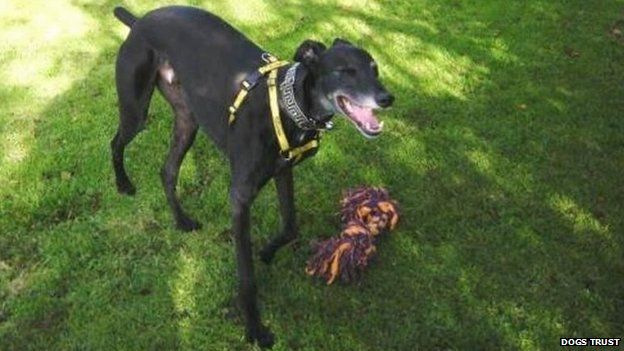 Dog Jed finds new home after being overlooked by 14,000 people - BBC News