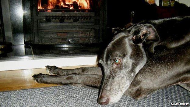 Dog Jed finds new home after being overlooked by 14,000 people - BBC News