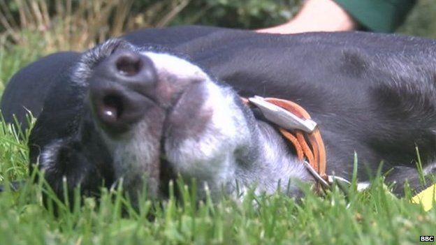 Dog Jed finds new home after being overlooked by 14,000 people - BBC News