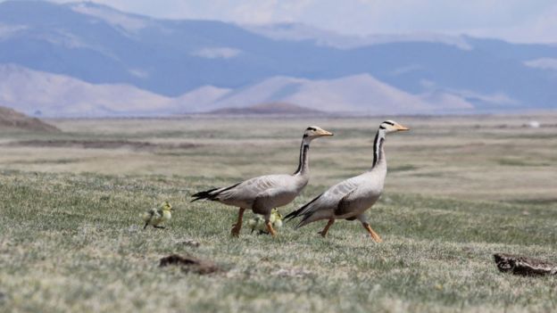 Bar-headed geese: Highest bird migration tracked - BBC News