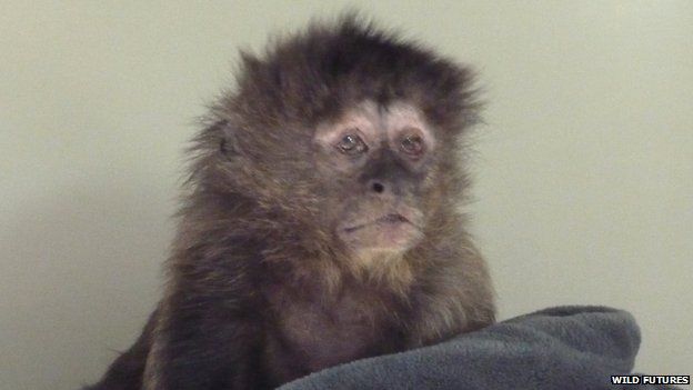 Lonely 50-year-old monkey is brought to Cornwall sanctuary - BBC News