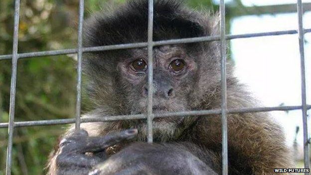 Lonely 50-year-old monkey is brought to Cornwall sanctuary - BBC News