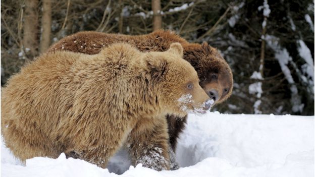 Bears hibernate 'with bacterial help' - BBC News