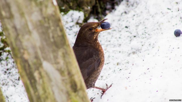 Your week in pictures - BBC News