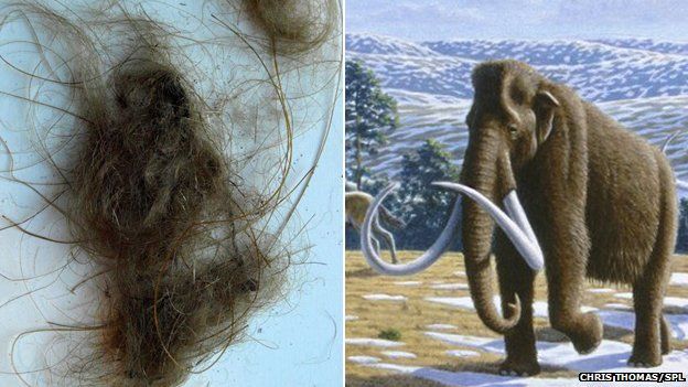 St Ives Norris Museum mystery mammoth hair inspires exhibition - BBC News