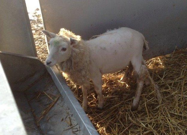 Lame lamb learns to walk with leg splints - BBC News