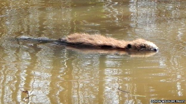 Beavers' return to Welsh rivers considered - BBC News