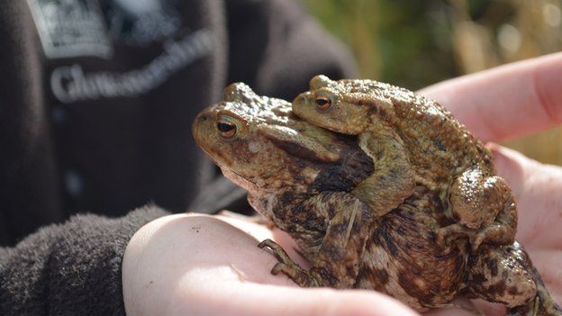 Peterborough Nene toad in the bowl toilet rescue - BBC News