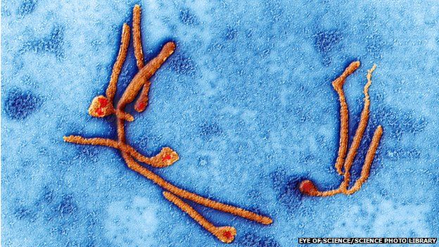 Ebola: Call for more sharing of scientific data - BBC News