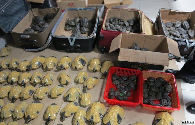 Frontline teams 'unaware' of wildlife smuggler tactics - BBC News