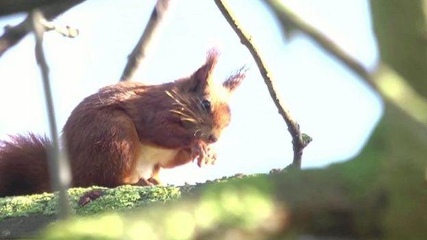 Red squirrels 'thriving' in Mersea Island after reintroduction - BBC News