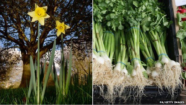 Warning over daffodils 'mistaken for vegetables' - BBC Newsround