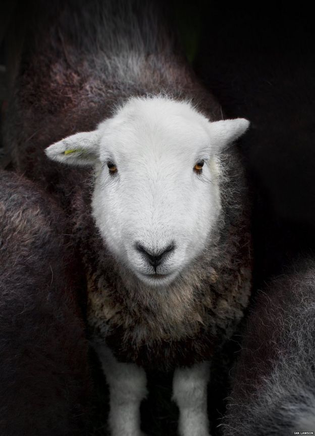 Photographs celebrate Lake District rare breed sheep - BBC News