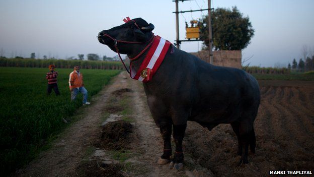 The bull whose semen is worth $3,000 - BBC News