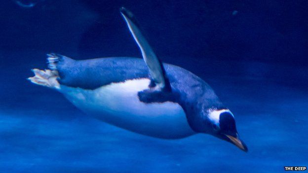 Penguins return to The Deep after floor 'slip up' - BBC News