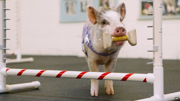 Amy the piglet is top in dog agility classes - BBC Newsround