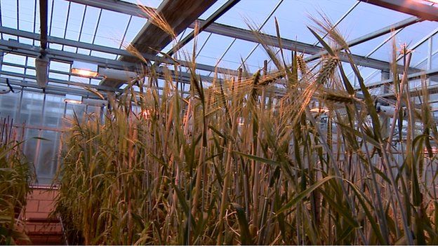 Brewing up better barley at the James Hutton Institute - BBC News