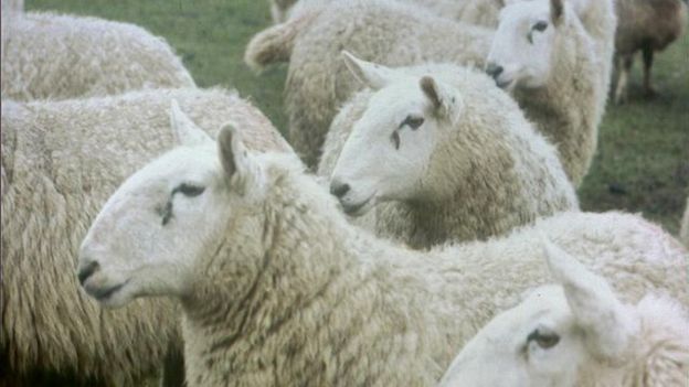 UK's 'worst sheep attack' time of death identified - BBC News